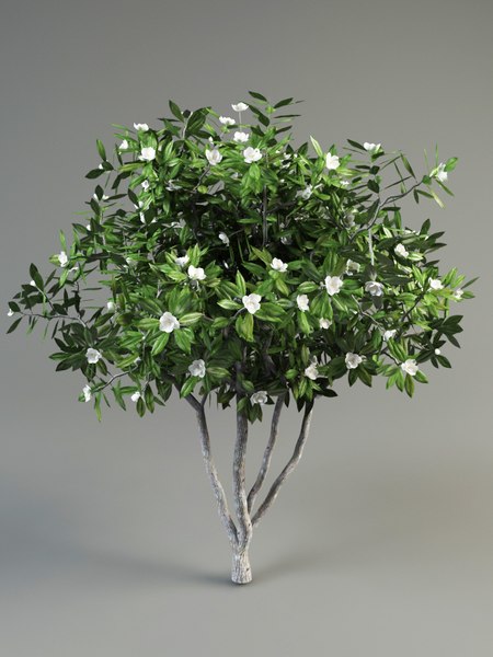 3D Magnolia Models | TurboSquid