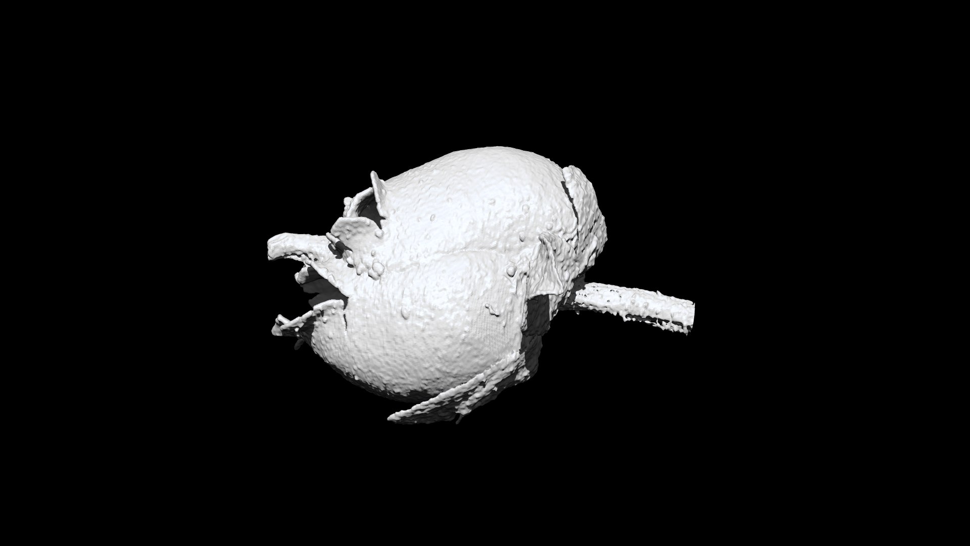 Antirrhinum Majus 3D CT Scan Model Model - TurboSquid 1965596