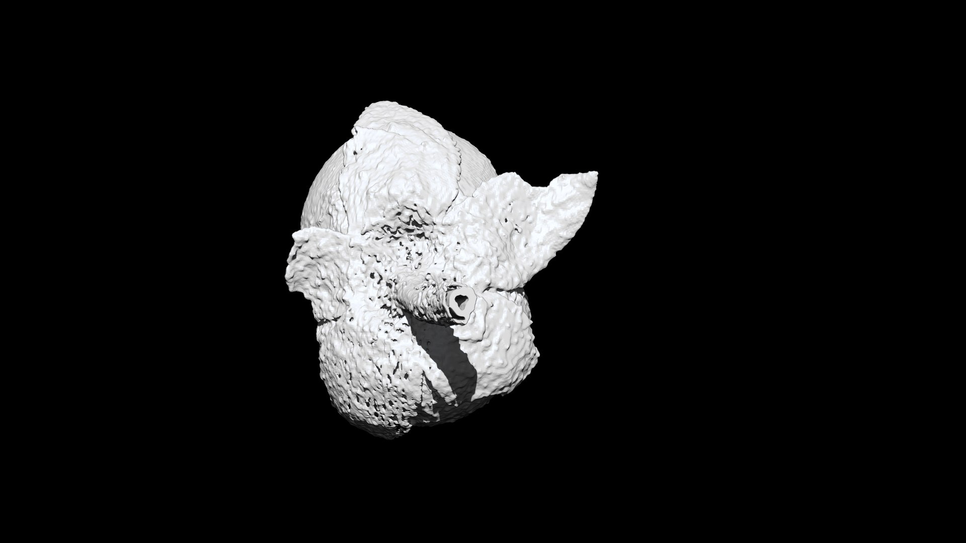 Antirrhinum Majus 3D CT Scan Model Model - TurboSquid 1965596