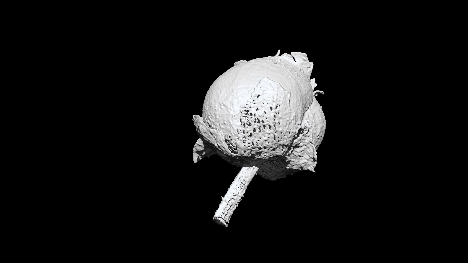 Antirrhinum Majus 3D CT Scan Model Model - TurboSquid 1965596