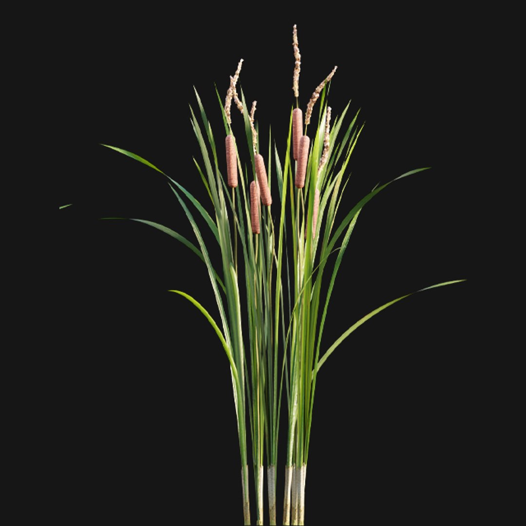 3D Typha Angustifolia - Lesser - TurboSquid 1737839