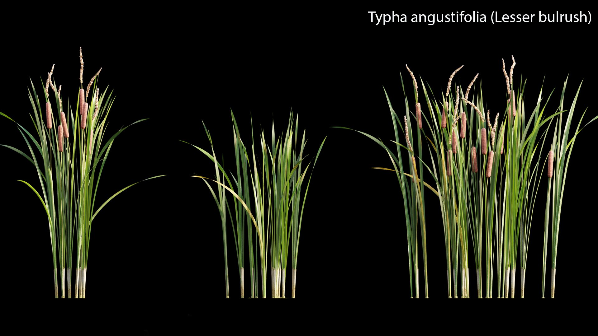 3D Typha Angustifolia - Lesser - TurboSquid 1737839