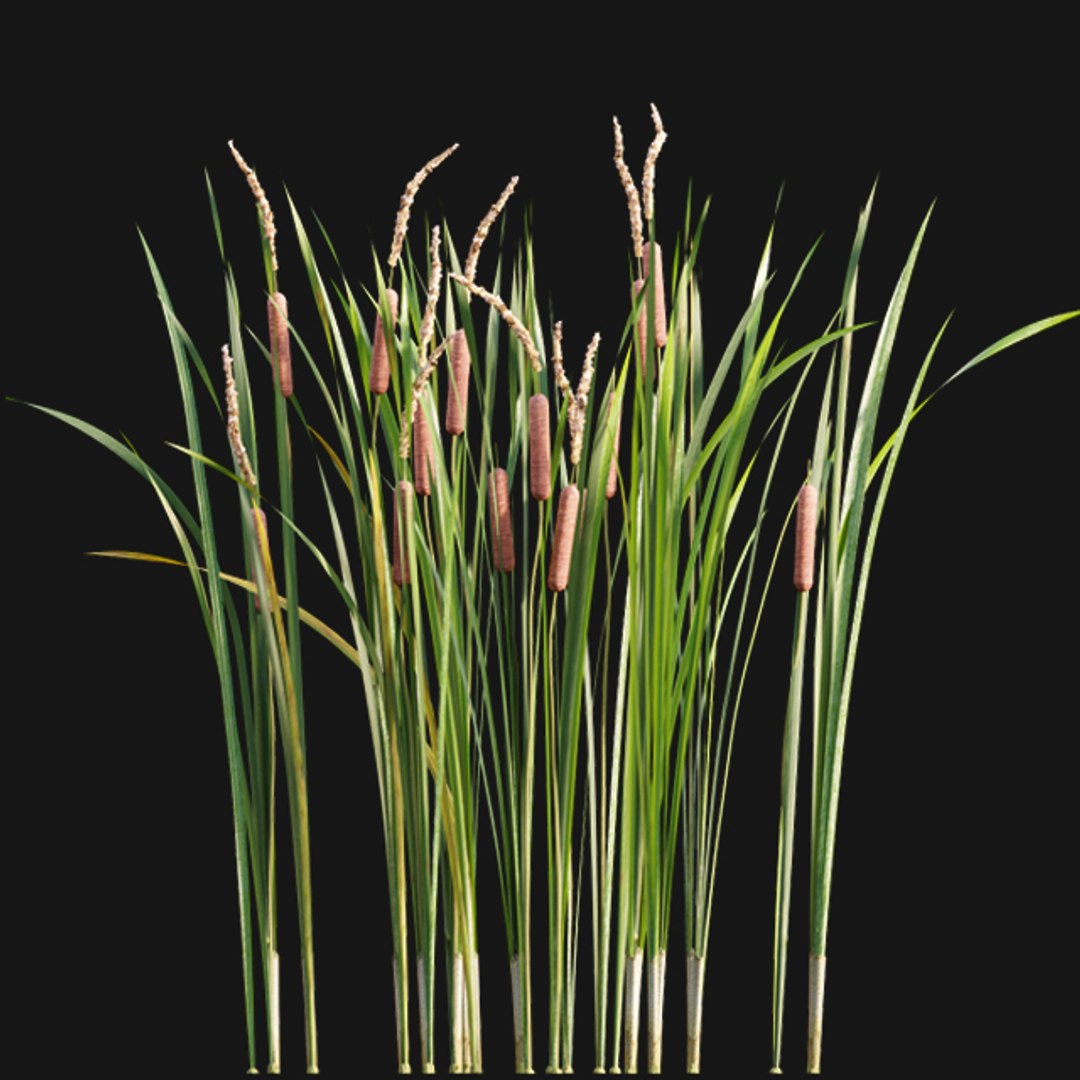 3D Typha Angustifolia - Lesser - TurboSquid 1737839