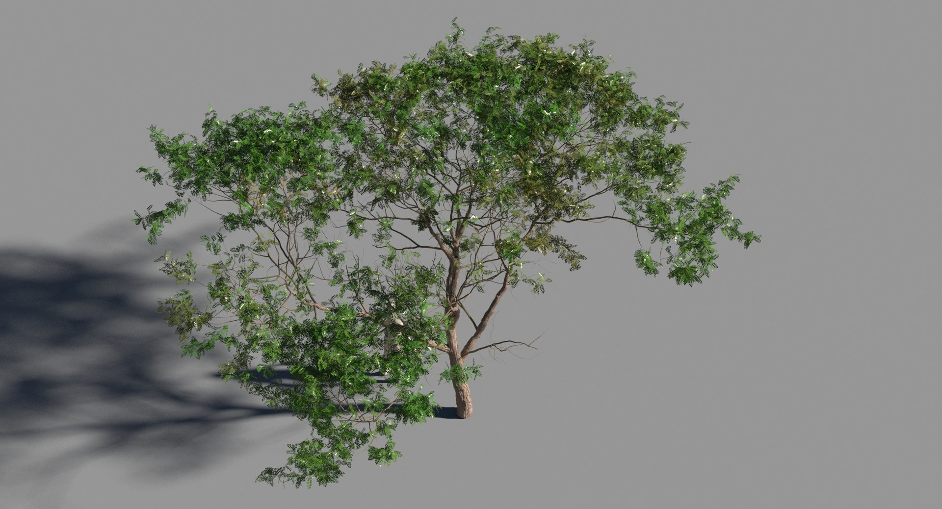 Acacia Tree 3D Model - TurboSquid 1430974