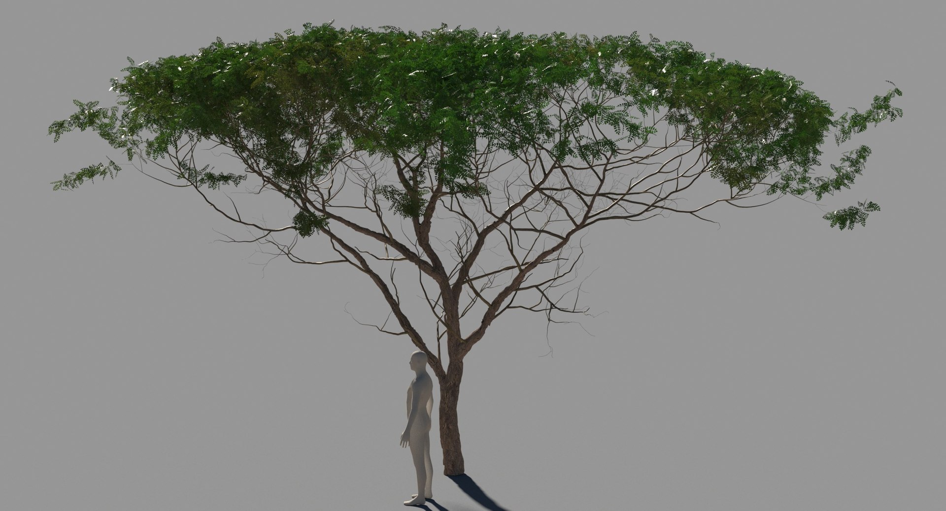 Acacia Tree 3D Model - TurboSquid 1430974