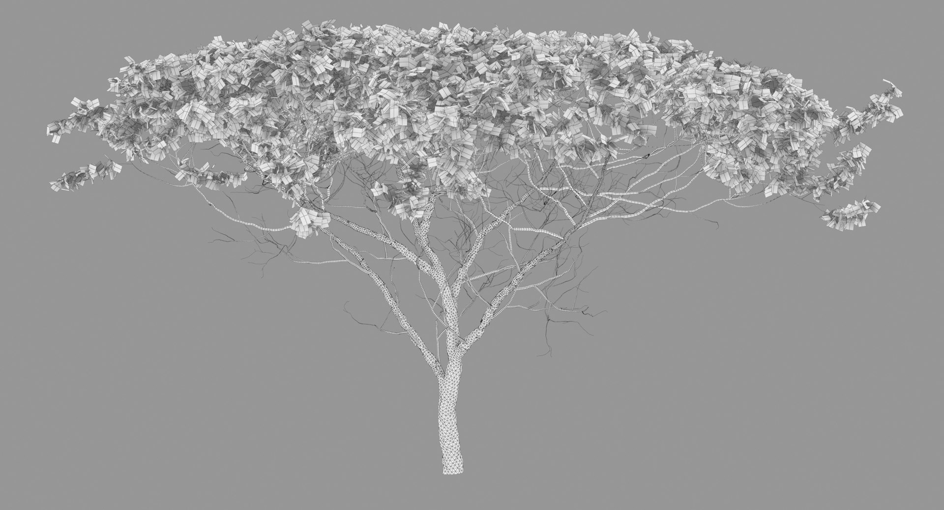 Acacia Tree 3D Model - TurboSquid 1430974