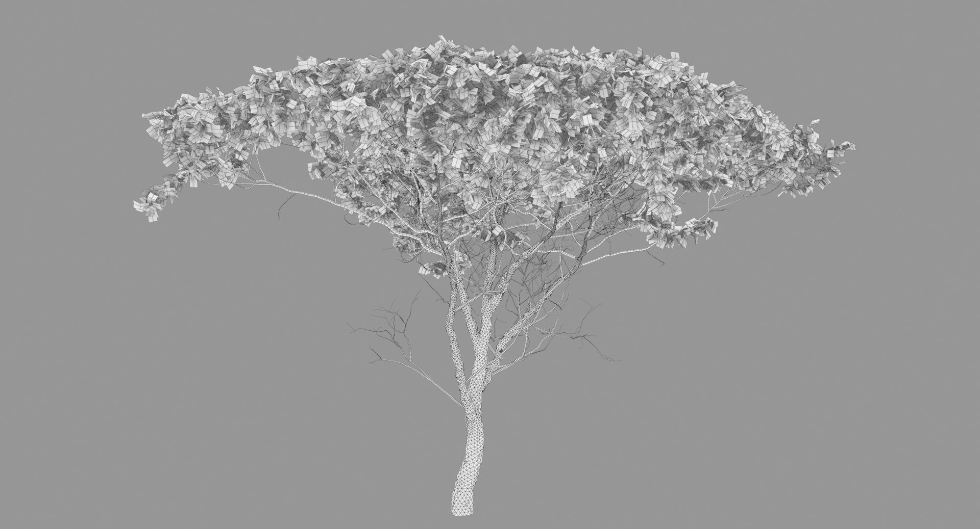 Acacia Tree 3D Model - TurboSquid 1430974
