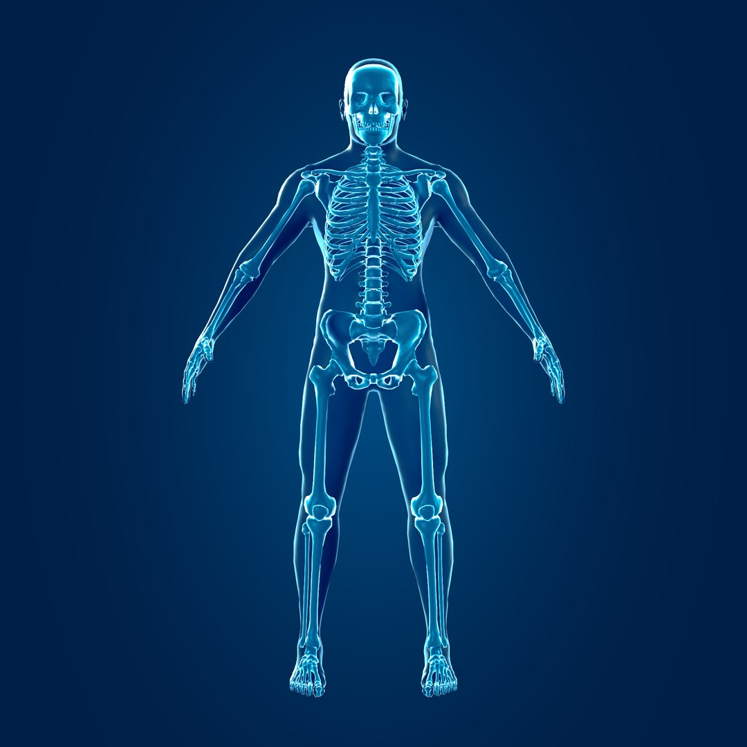 3D Anatomy Model - TurboSquid 2419683