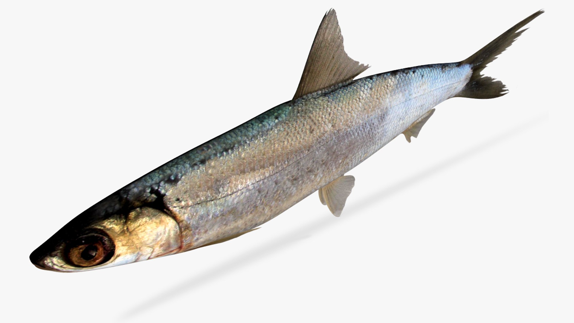 Milkfish Fish Model - TurboSquid 1609504