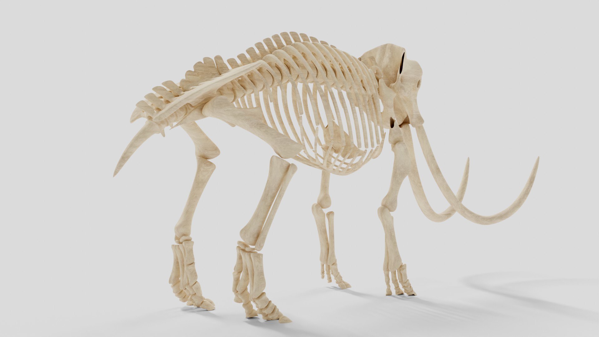 3D Mammoth Skeleton Model - TurboSquid 2115271