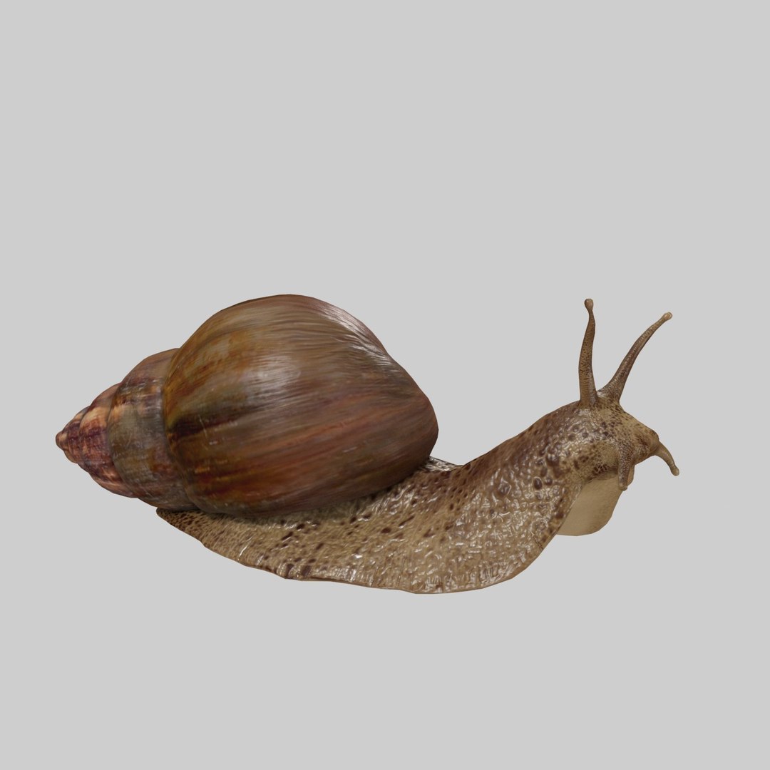 Snail 3D model - TurboSquid 1241454