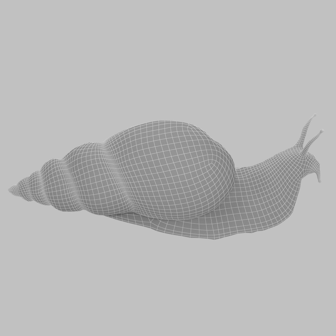 Snail 3D model - TurboSquid 1241454