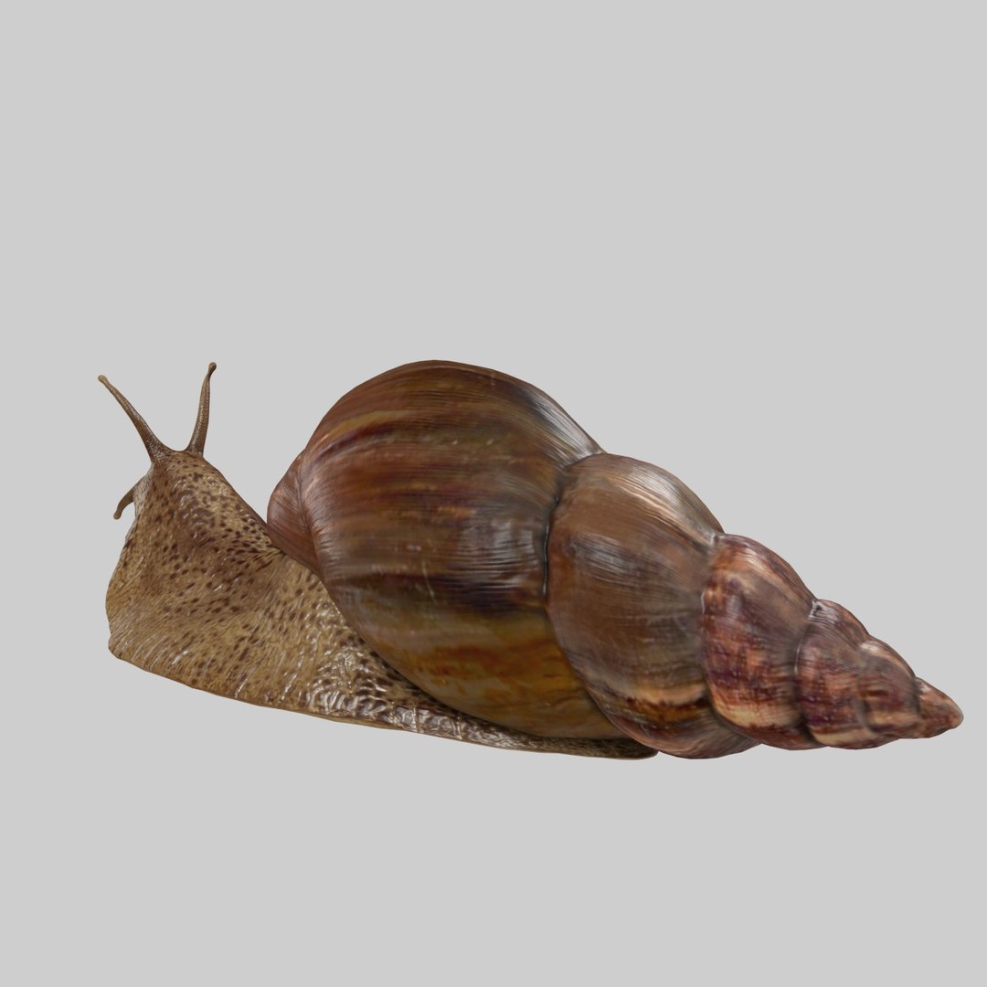 Snail 3D model - TurboSquid 1241454