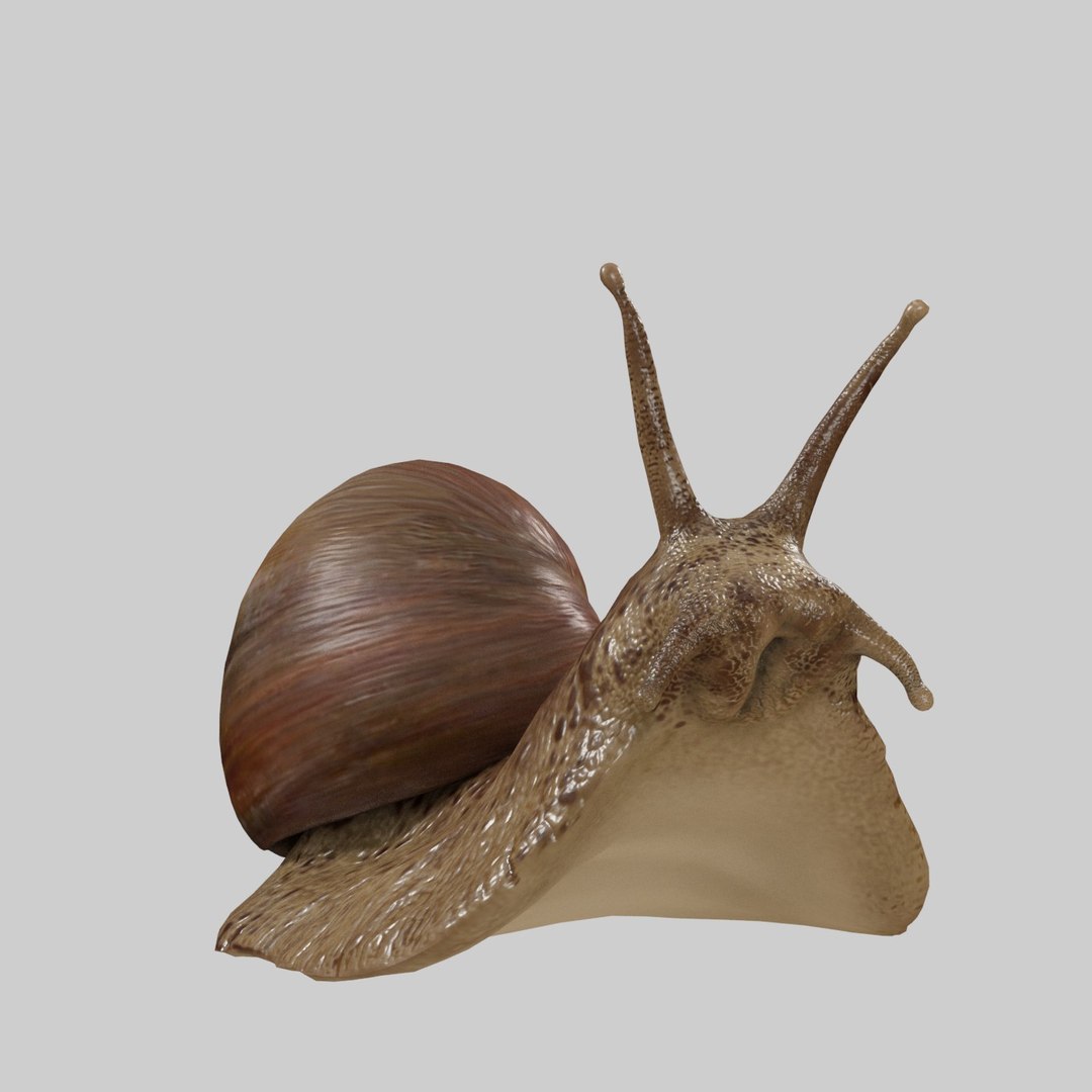 Snail 3D model - TurboSquid 1241454