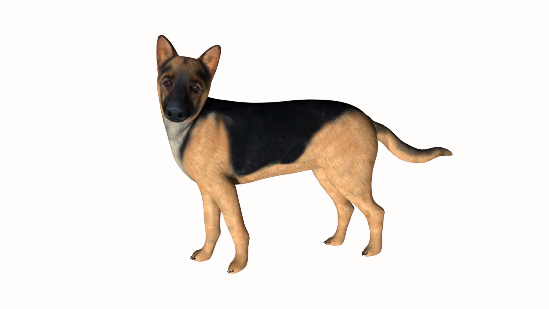 German Shepherd Model - TurboSquid 1764674