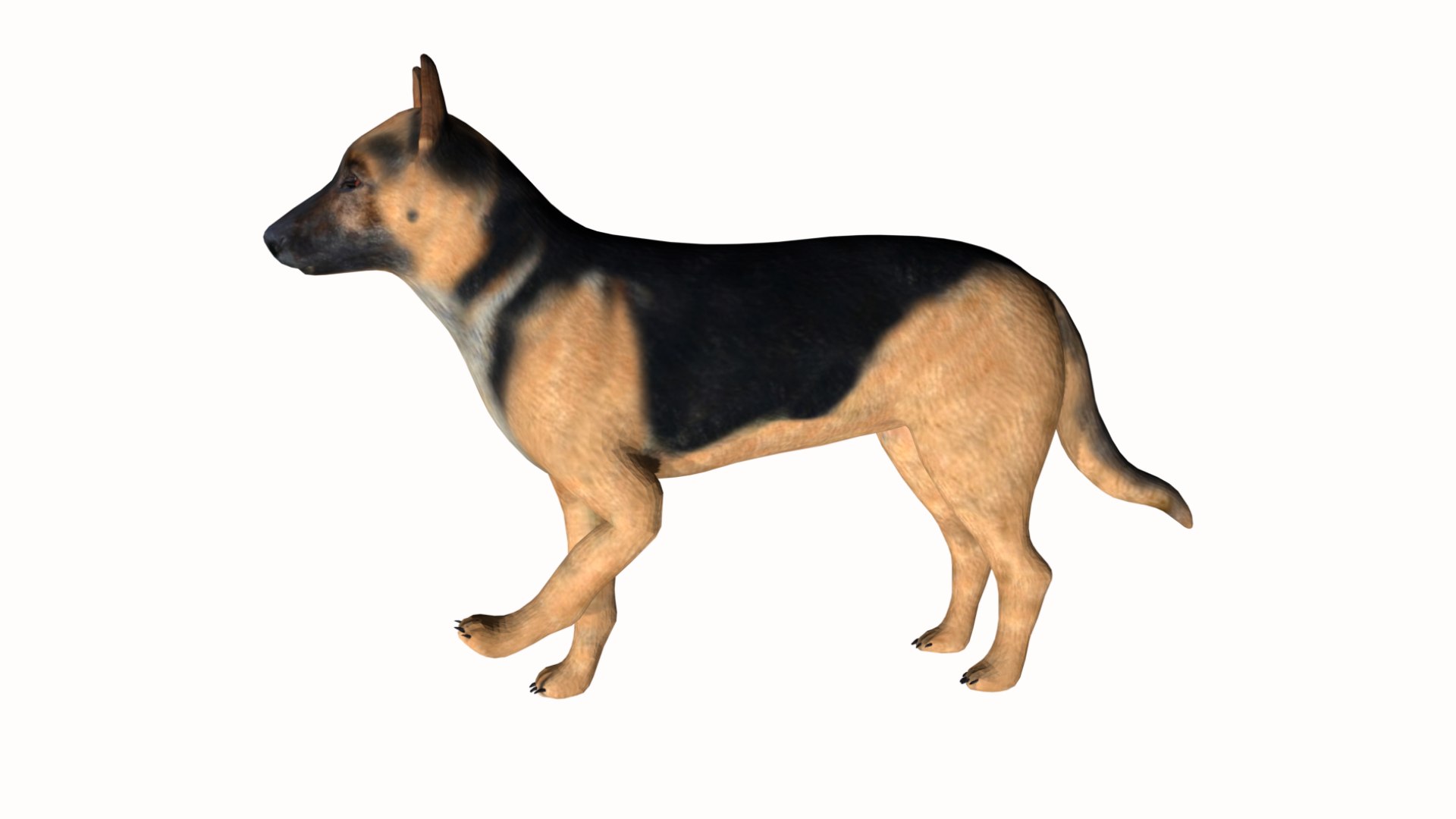 German Shepherd Model - TurboSquid 1764674