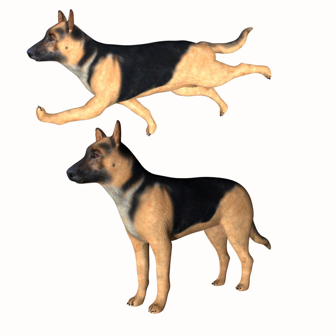 German Shepherd Model - TurboSquid 1764674