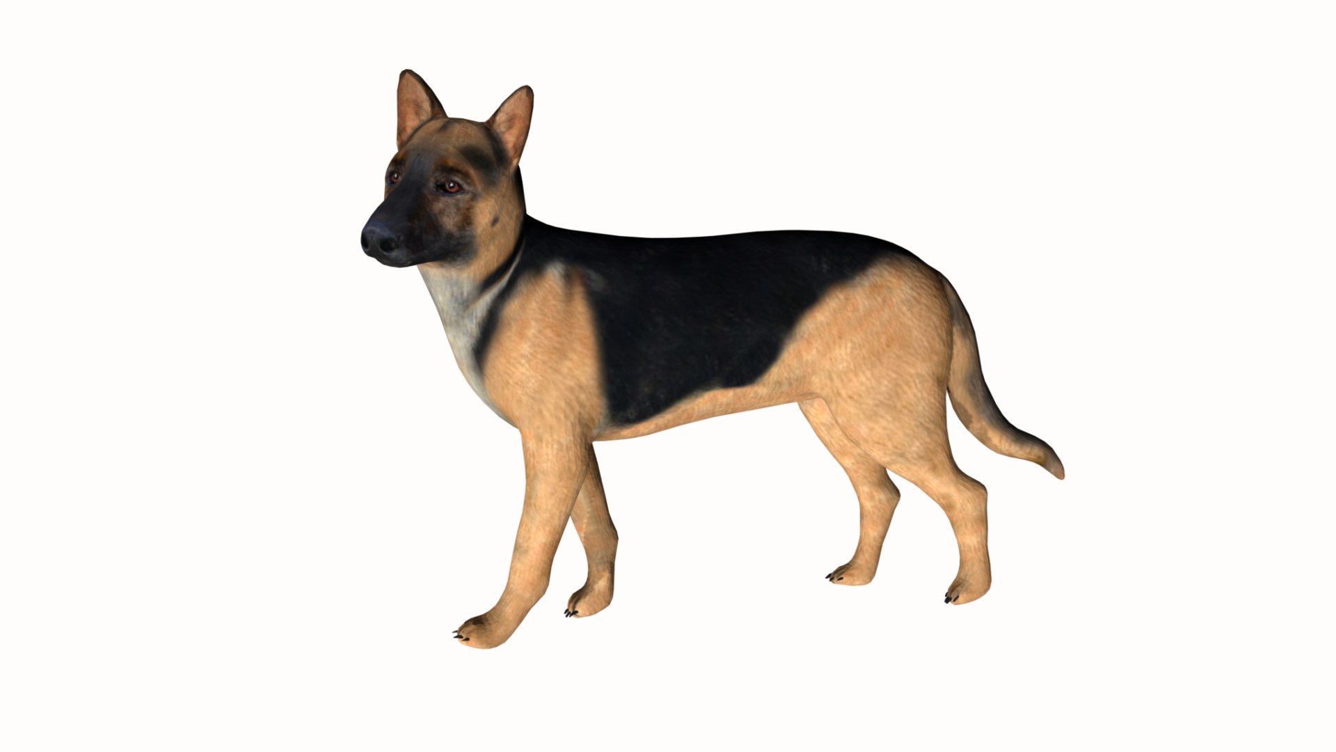 German Shepherd Model - TurboSquid 1764674