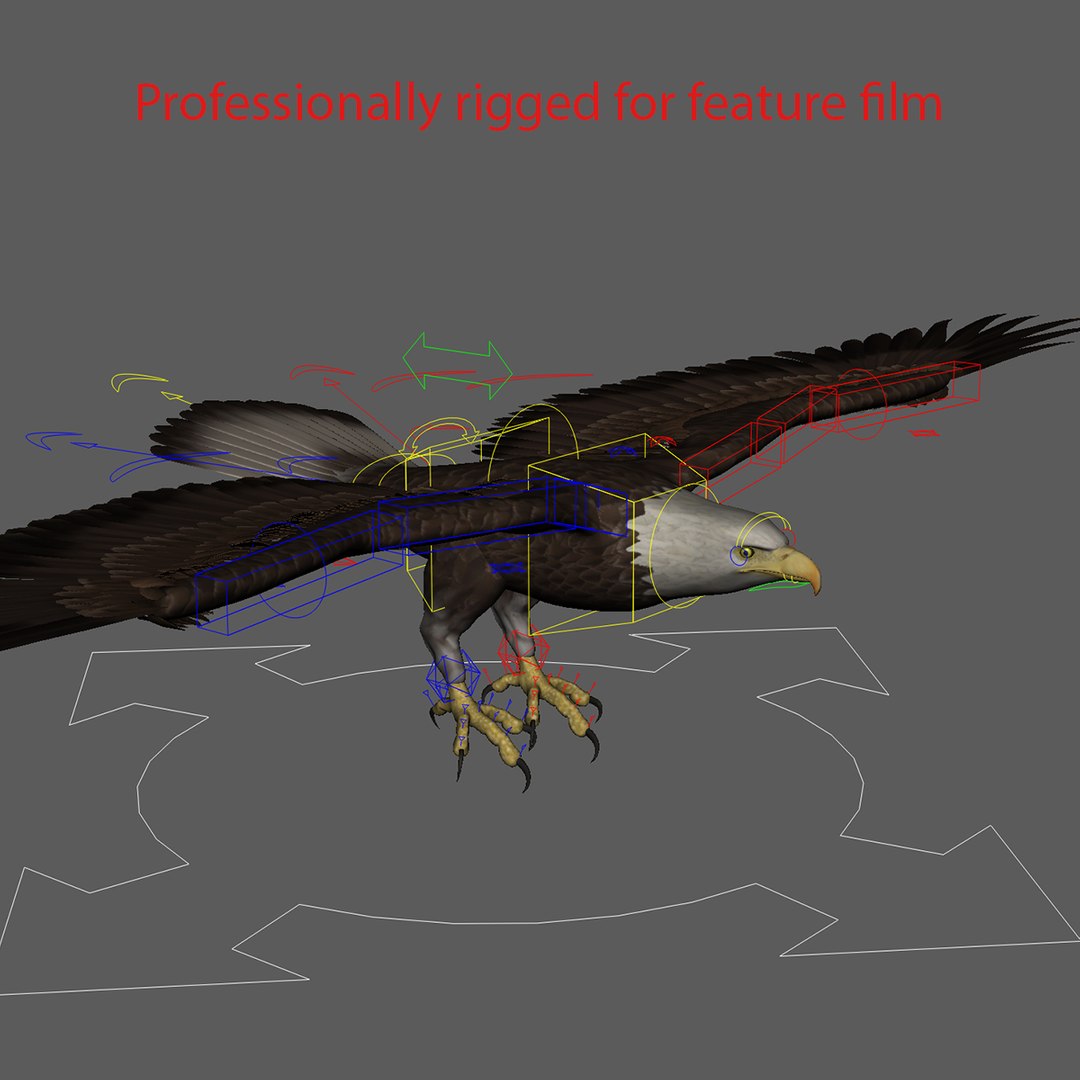 3D bald eagle rigged modelled model - TurboSquid 1377645