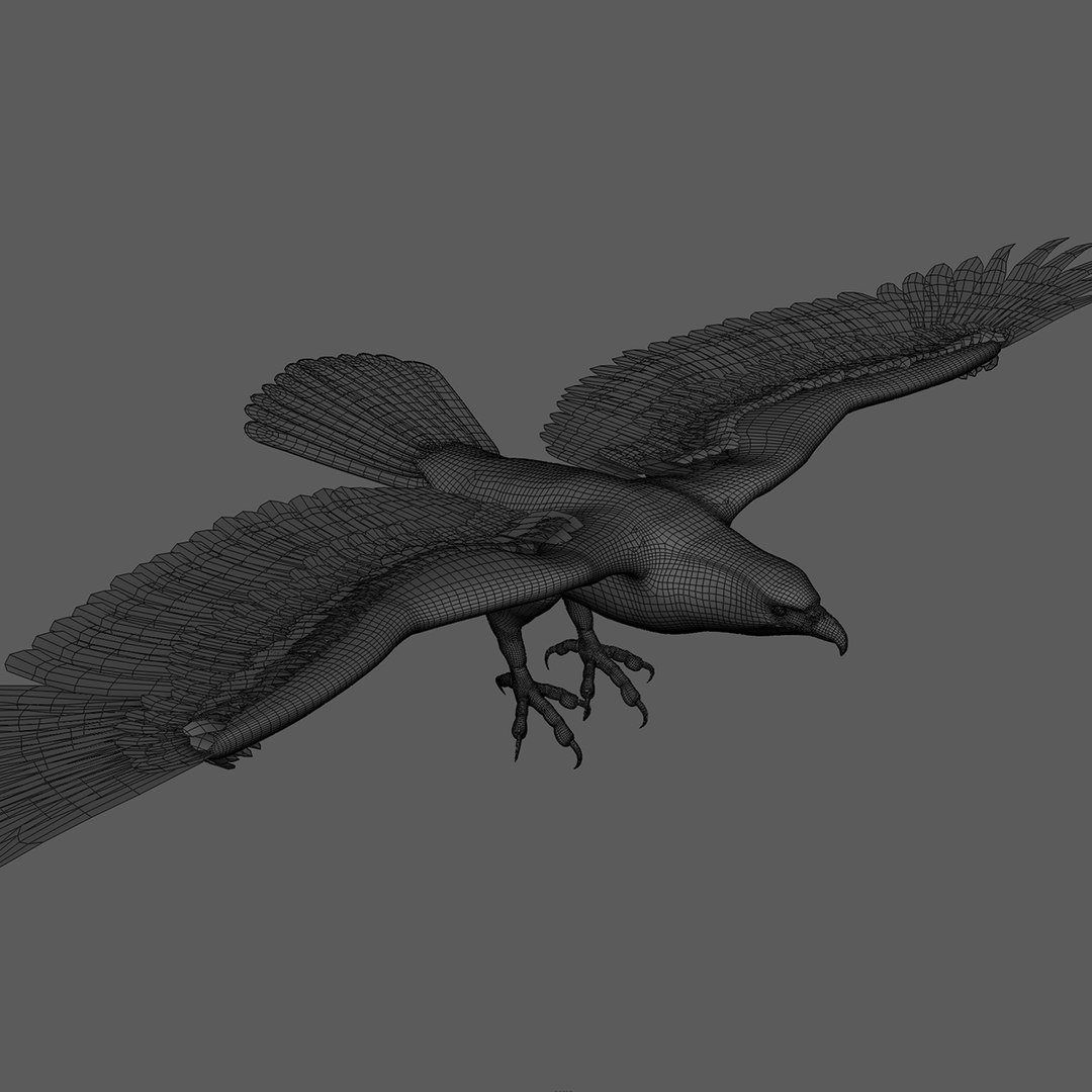 3D bald eagle rigged modelled model - TurboSquid 1377645