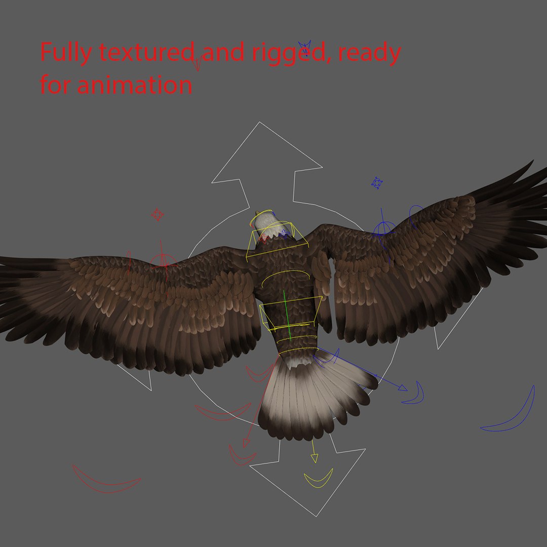 3D bald eagle rigged modelled model - TurboSquid 1377645