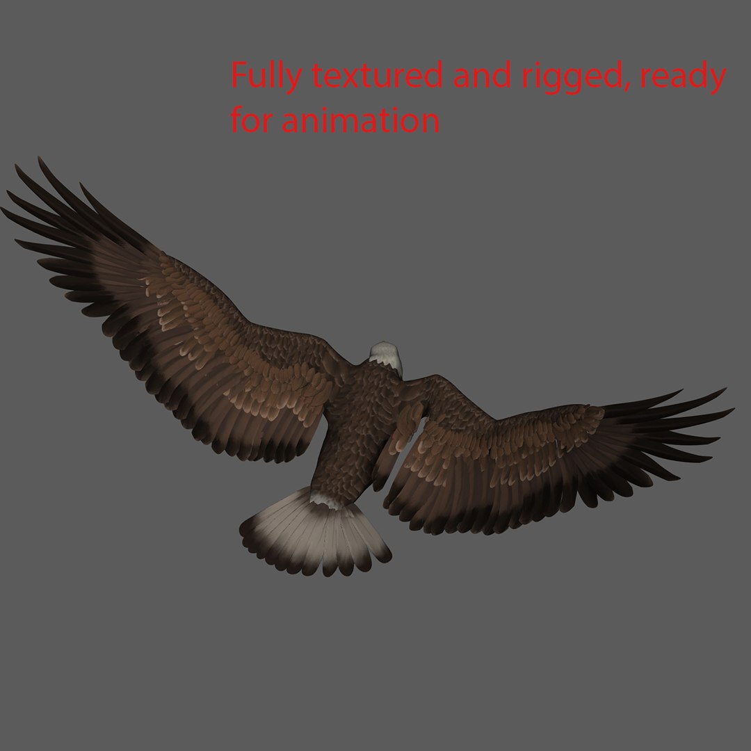 3D bald eagle rigged modelled model - TurboSquid 1377645