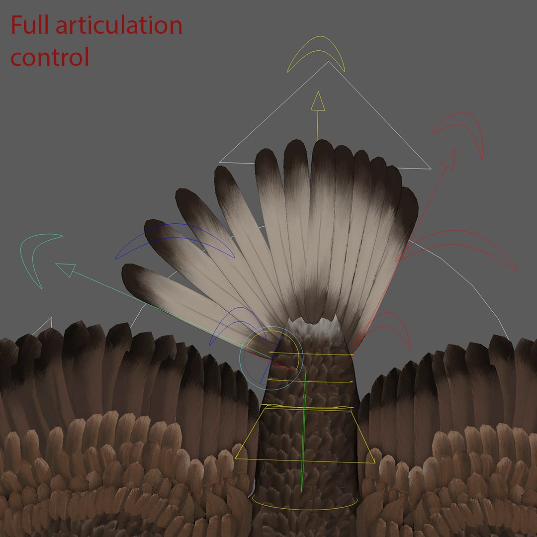 3D bald eagle rigged modelled model - TurboSquid 1377645
