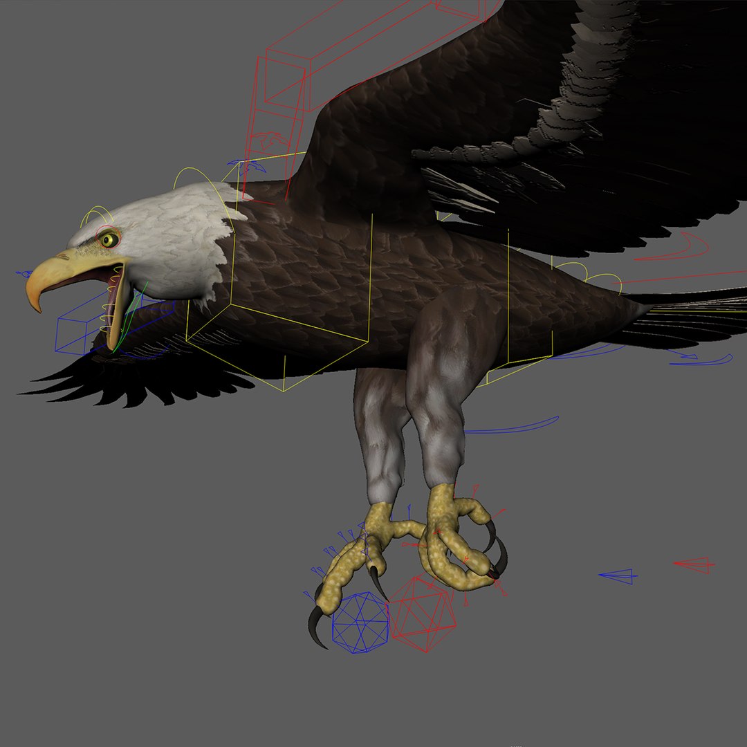 3D bald eagle rigged modelled model - TurboSquid 1377645