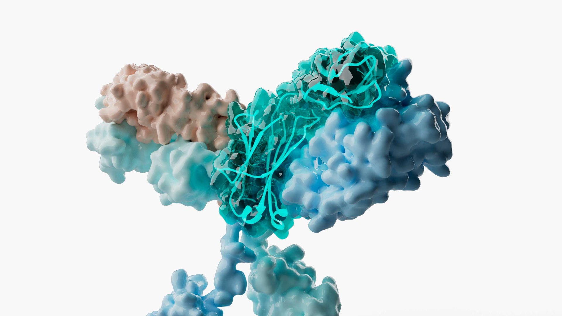 Human Antibody 3D model - TurboSquid 2183950