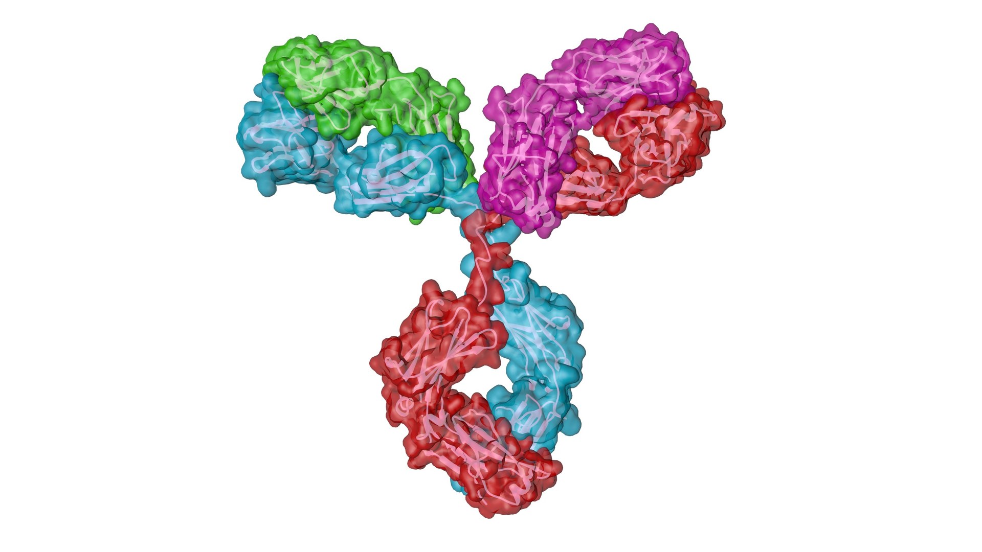 Human Antibody 3D model - TurboSquid 2183950