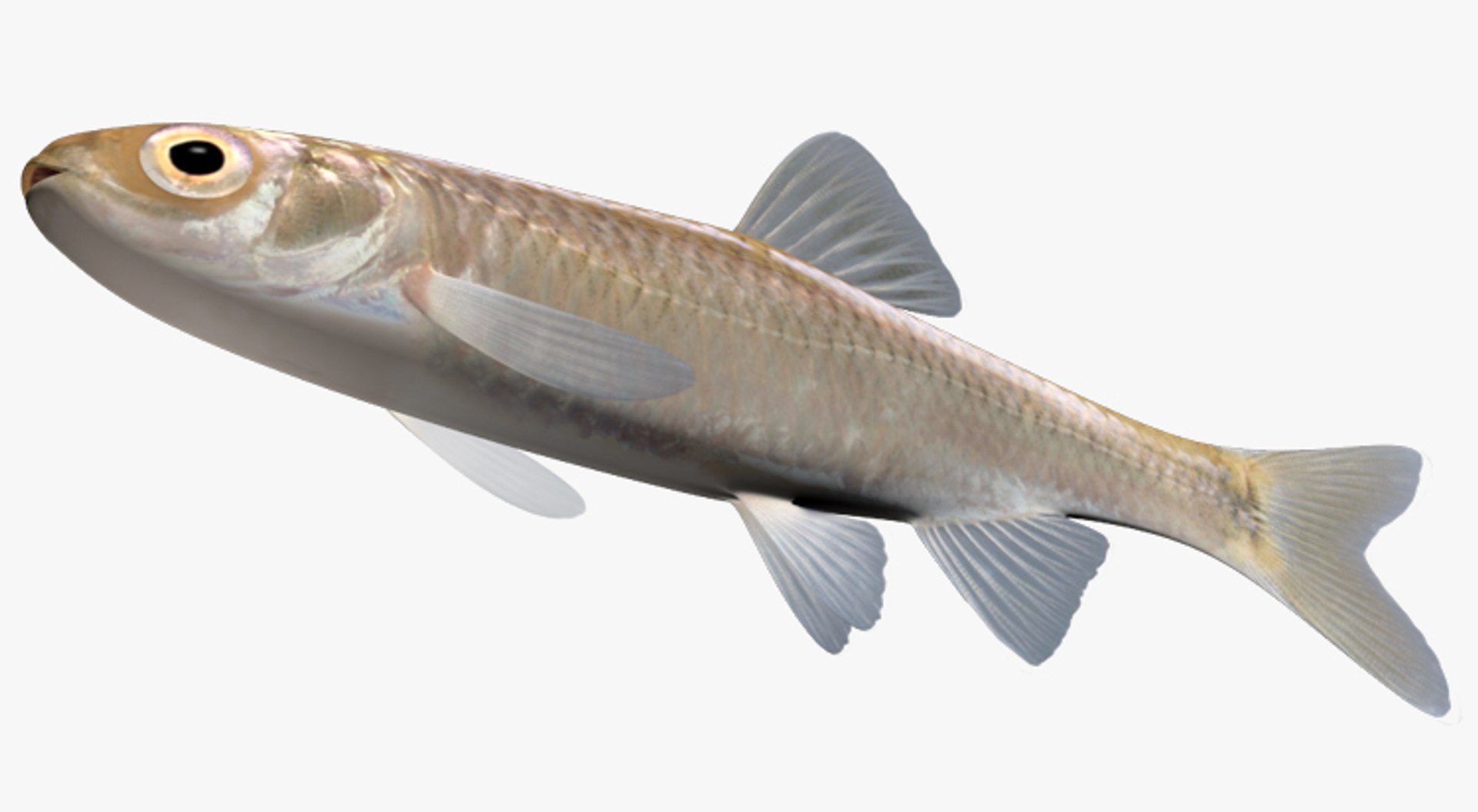 maya cyprinella camura bluntface shiner