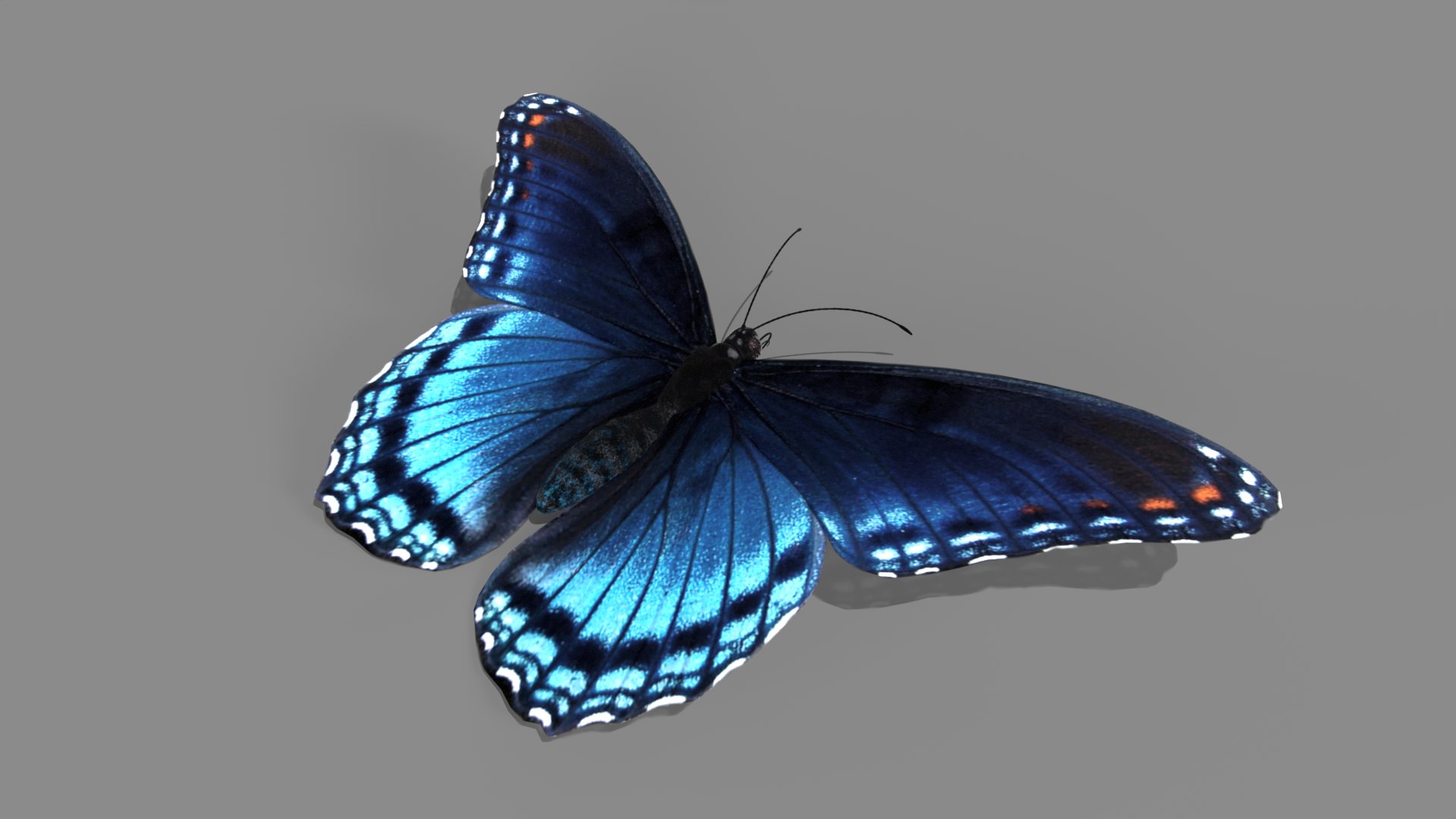 3D Model Butterfly 4 Pack - TurboSquid 2166330