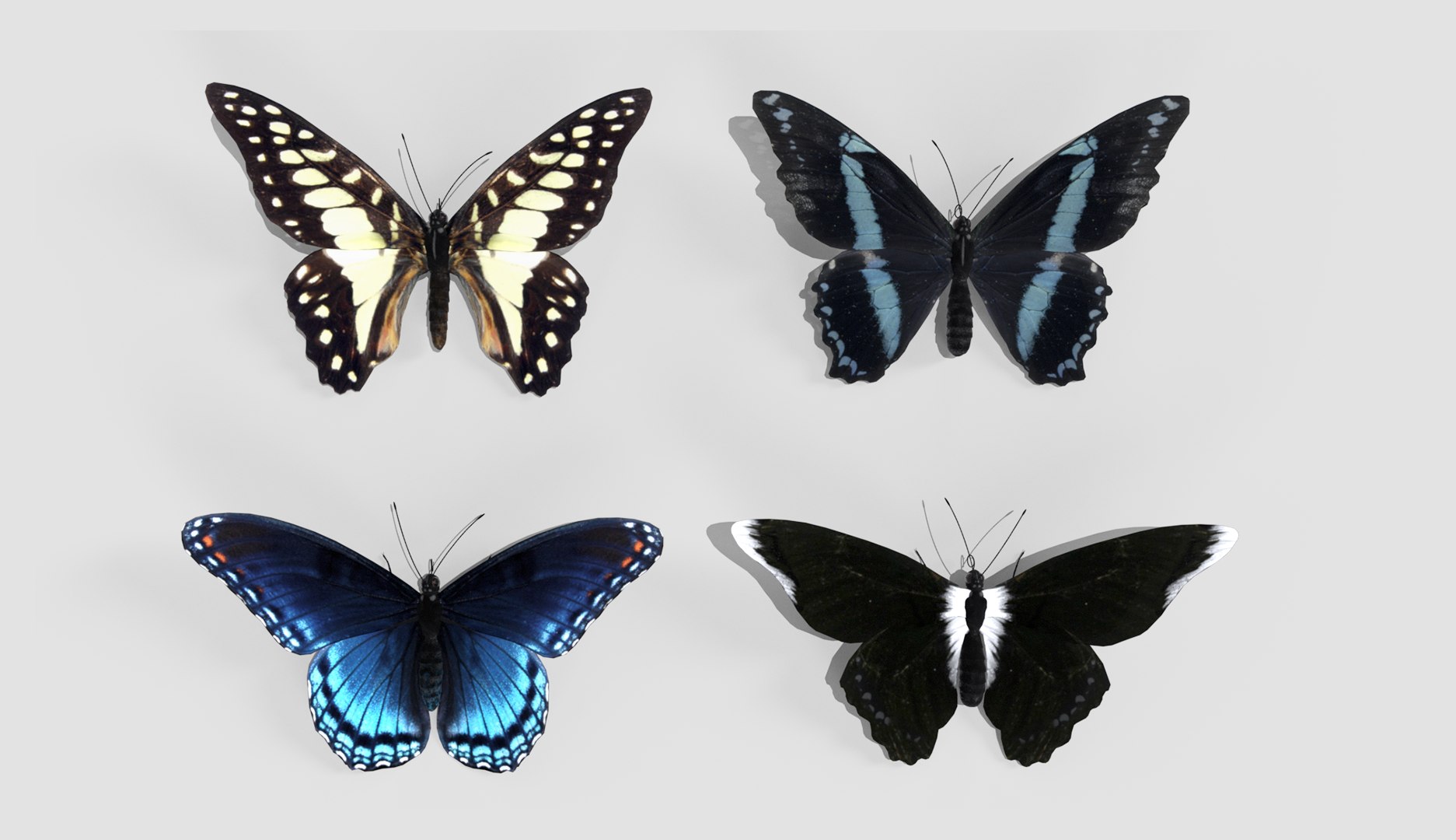 3D Model Butterfly 4 Pack - TurboSquid 2166330