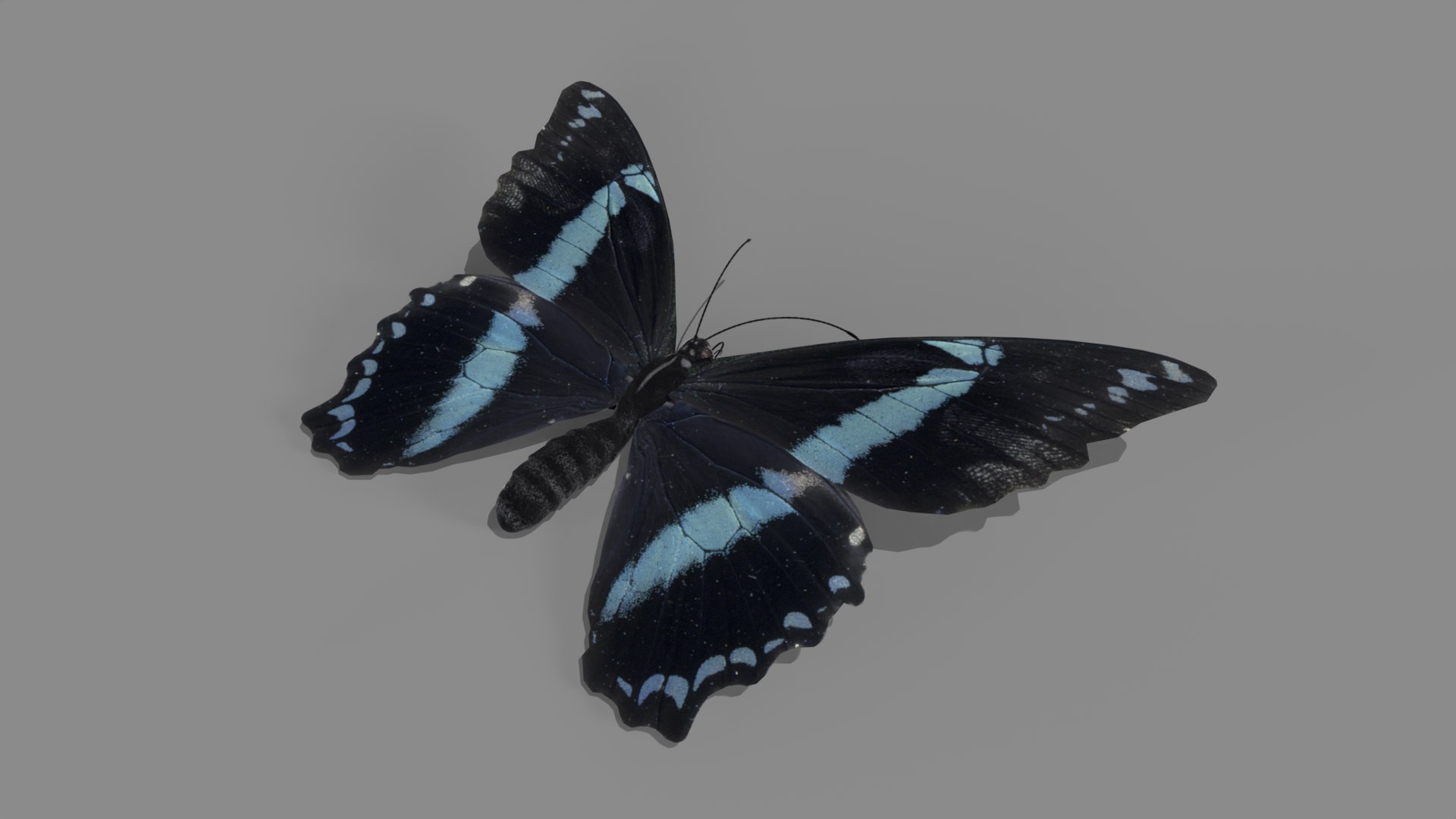 3D Model Butterfly 4 Pack - TurboSquid 2166330