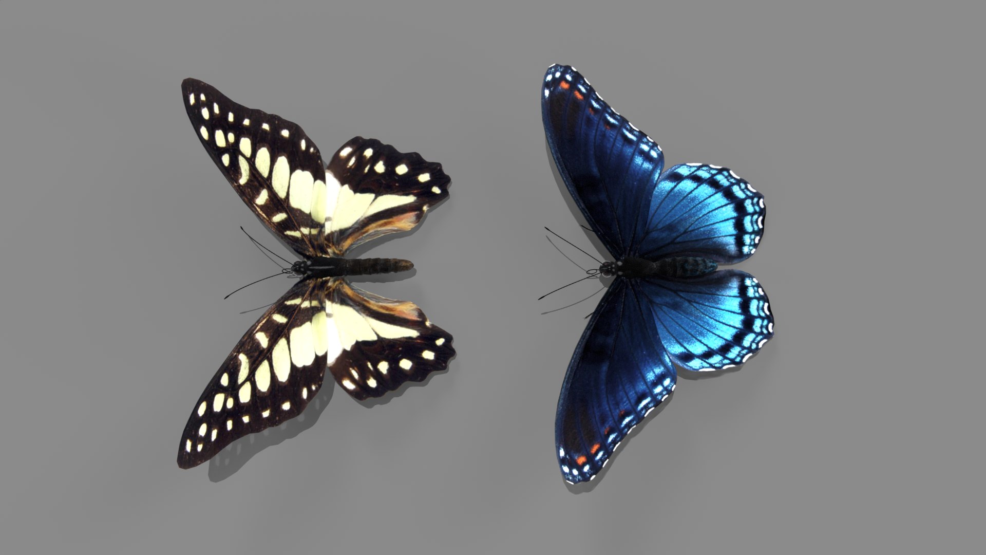 3D Model Butterfly 4 Pack - TurboSquid 2166330
