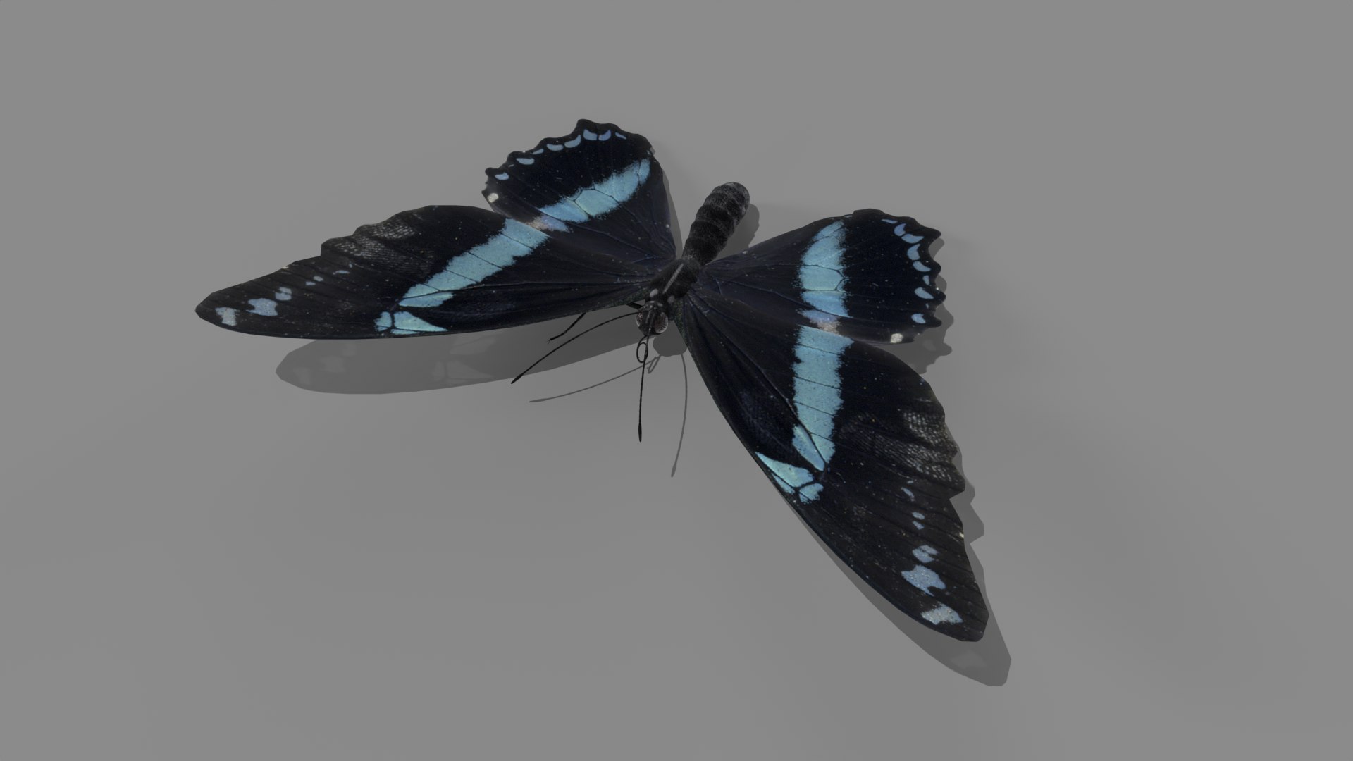 3D Model Butterfly 4 Pack - TurboSquid 2166330