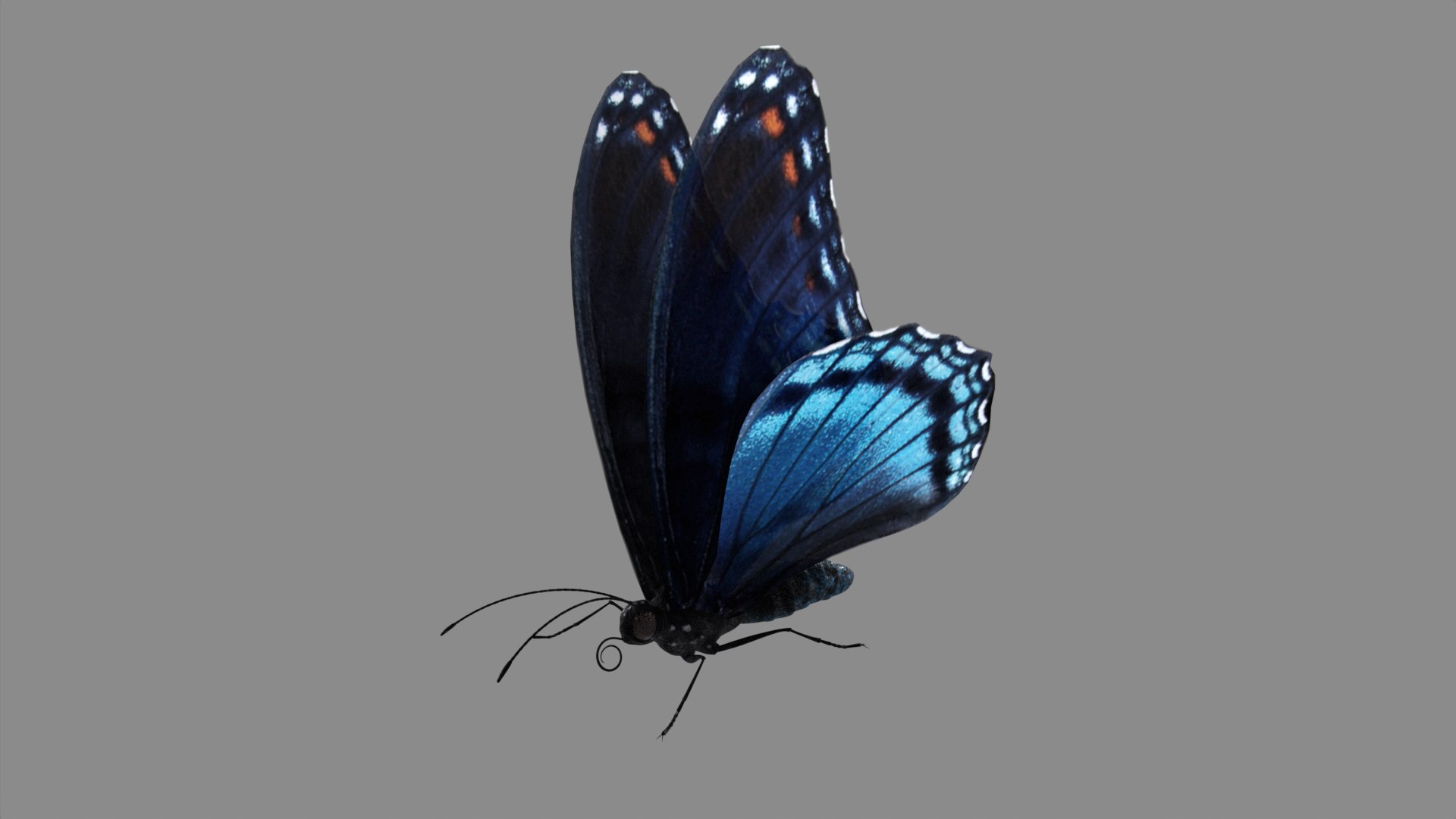 3D Model Butterfly 4 Pack - TurboSquid 2166330