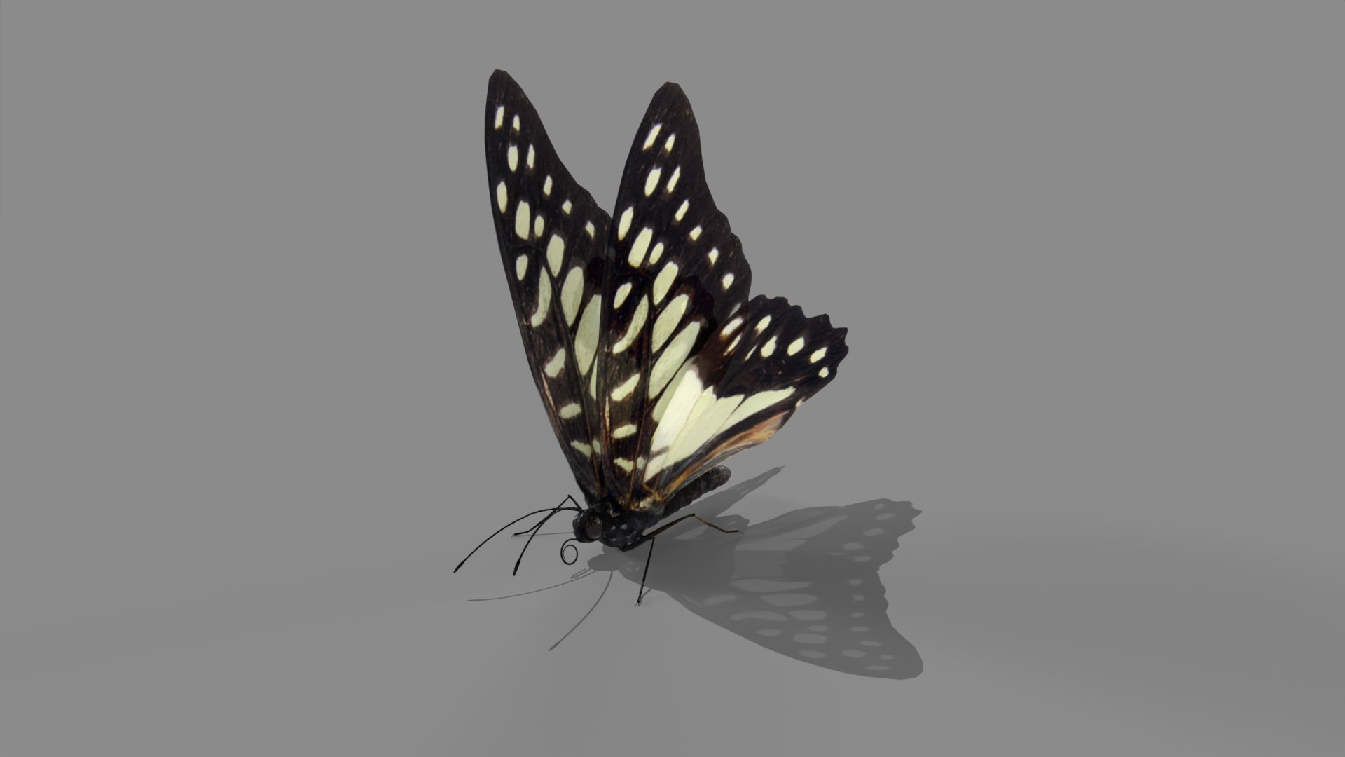 3D Model Butterfly 4 Pack - TurboSquid 2166330