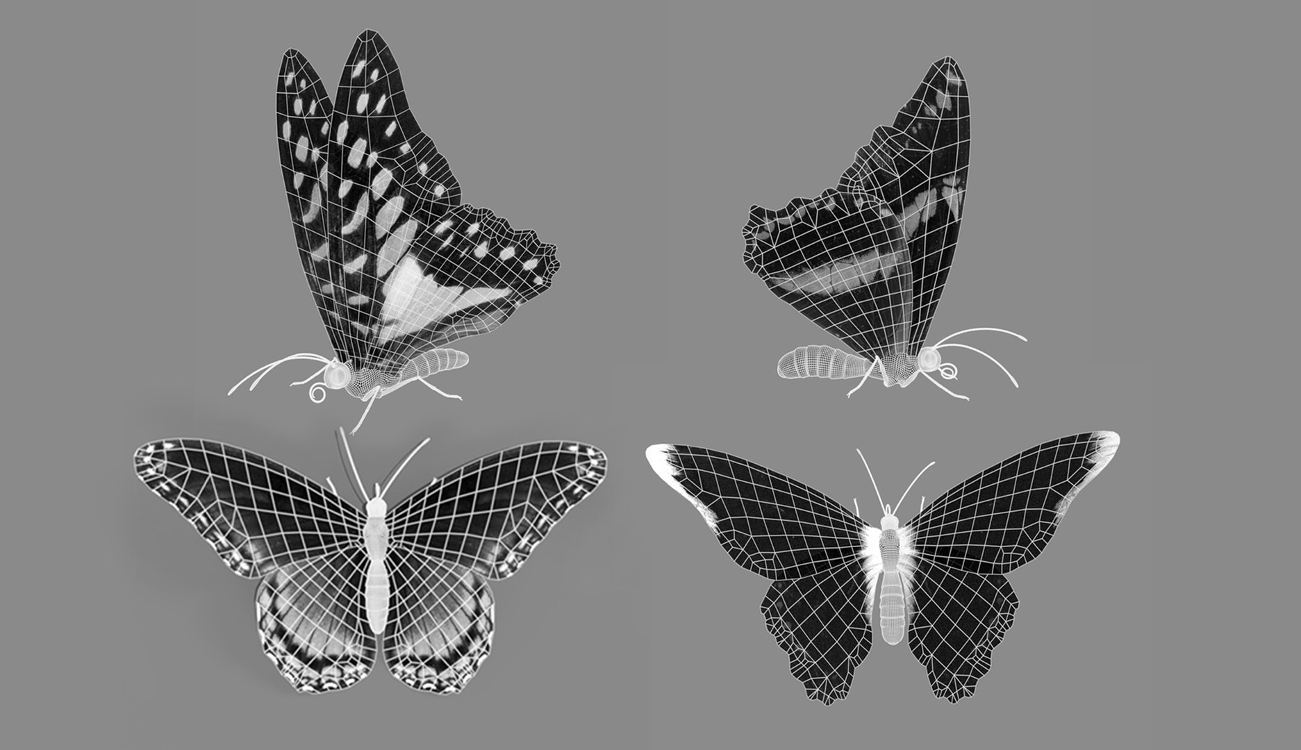 3D Model Butterfly 4 Pack - TurboSquid 2166330