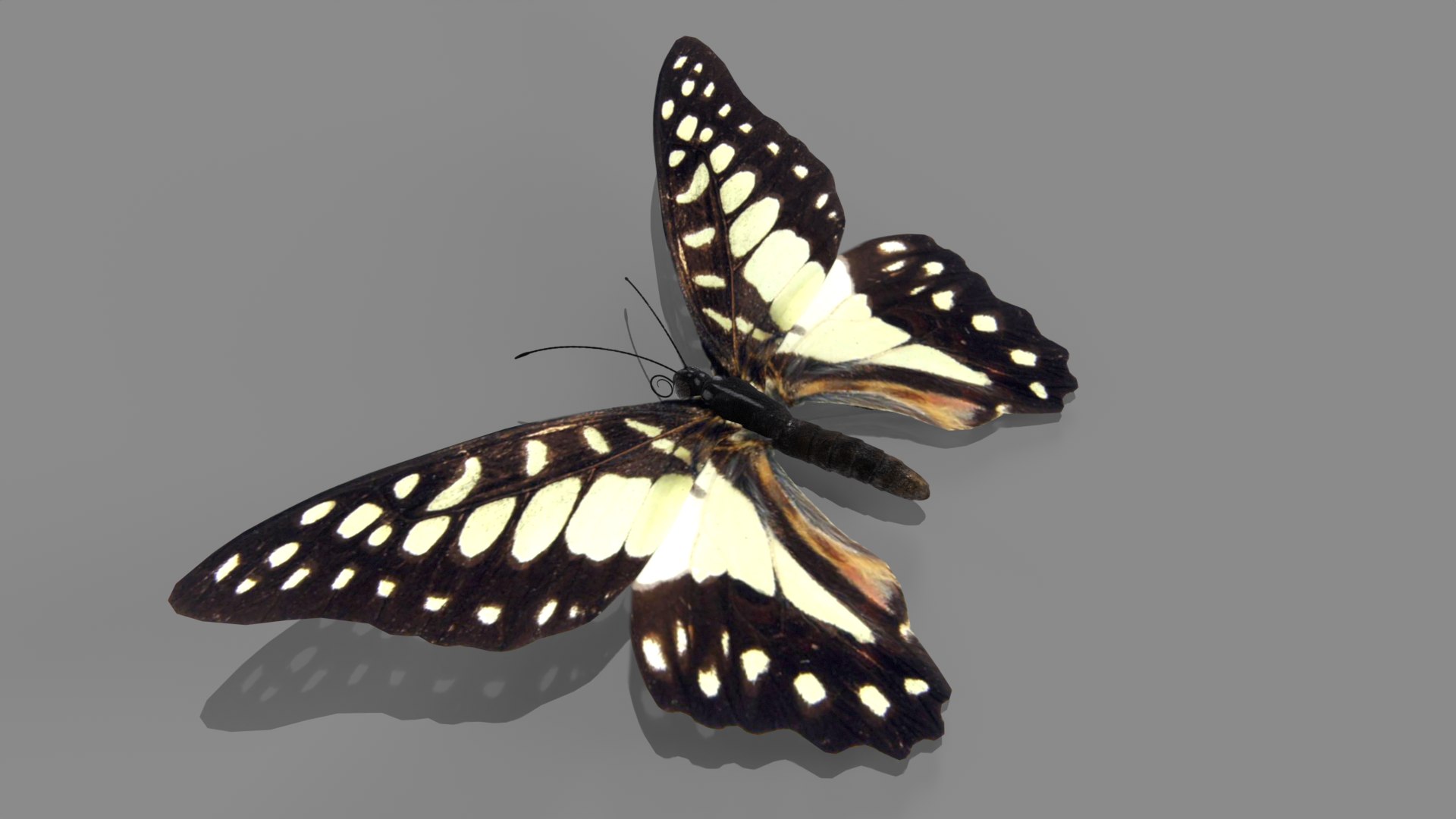 3D Model Butterfly 4 Pack - TurboSquid 2166330