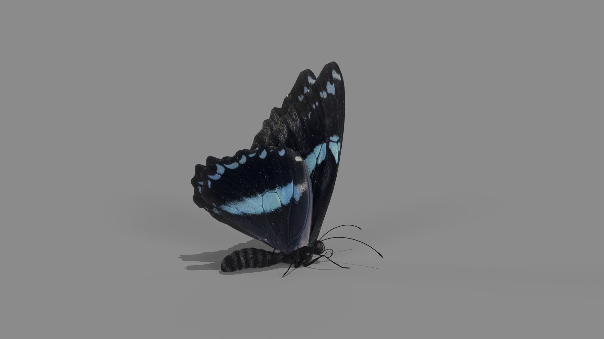 3D Model Butterfly 4 Pack - TurboSquid 2166330