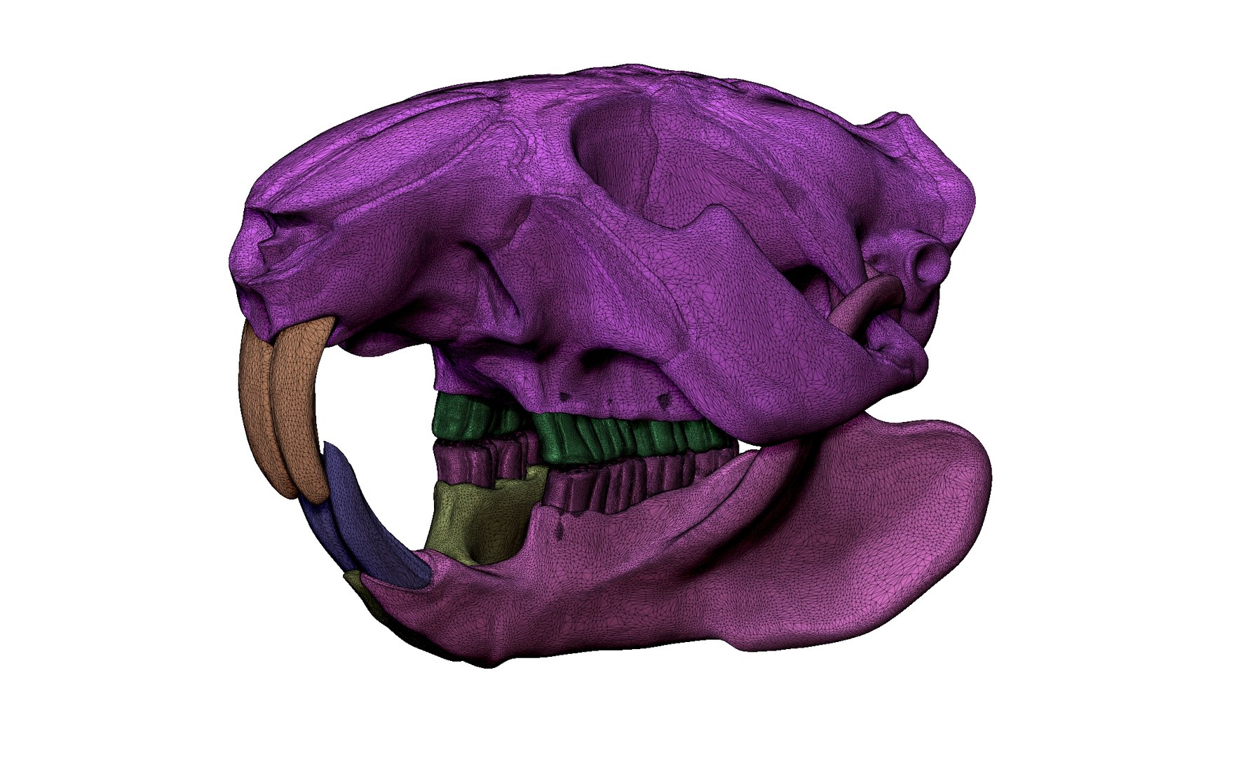 3D Beaver Skull - CNC And 3D Print Model - TurboSquid 2029171