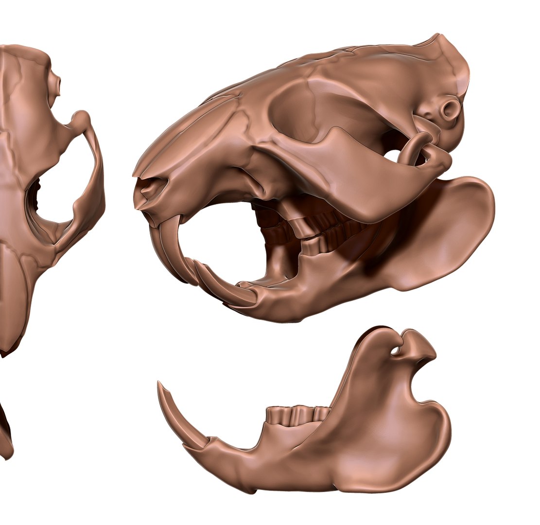 3D Beaver Skull - CNC And 3D Print Model - TurboSquid 2029171