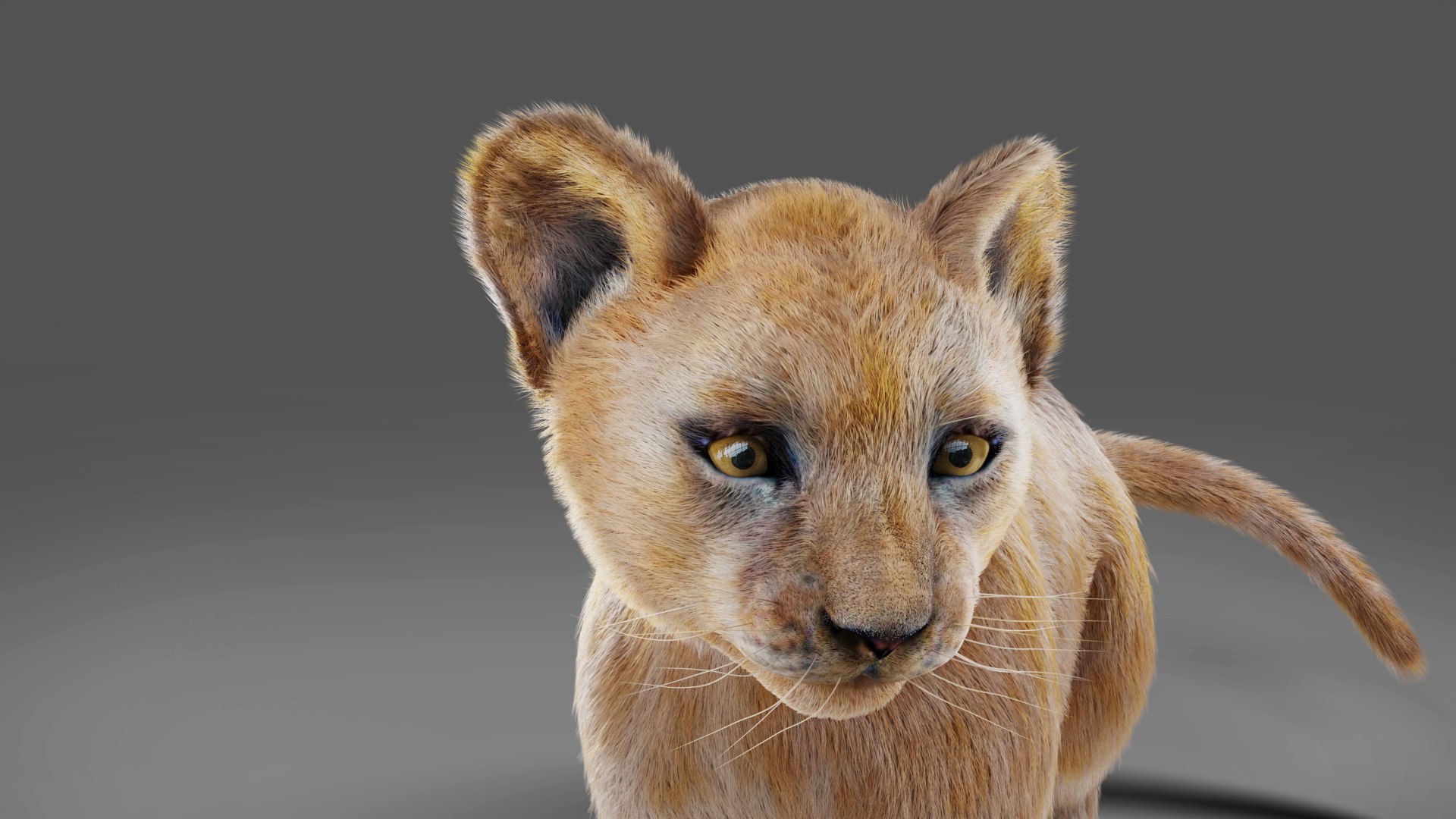 3D Fur Baby Lion Rigged And Animated In Blender - TurboSquid 2015954