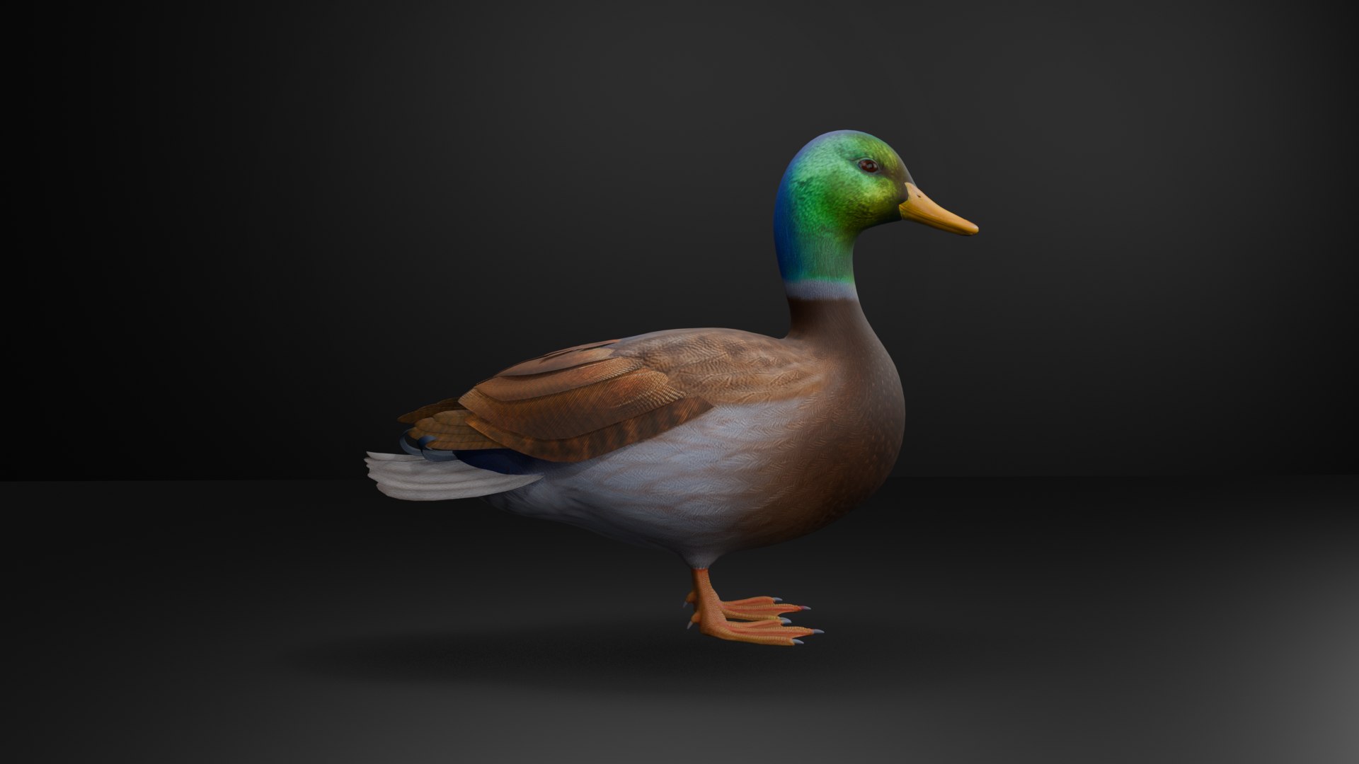 3D Duck 3d Model - TurboSquid 2499259