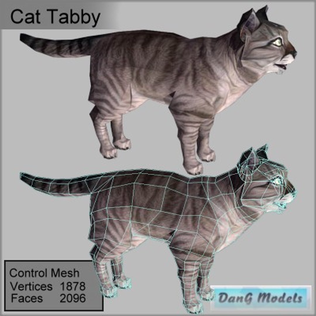 Tabby Cat 3d Model
