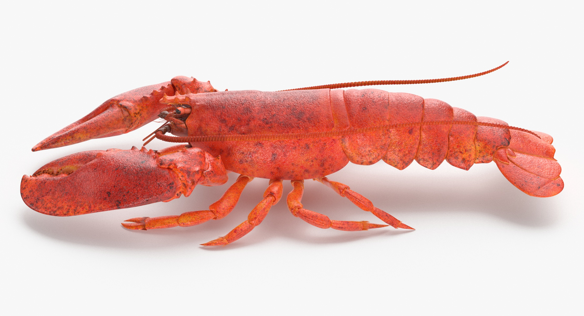 3D Model Red Lobster - TurboSquid 2075111