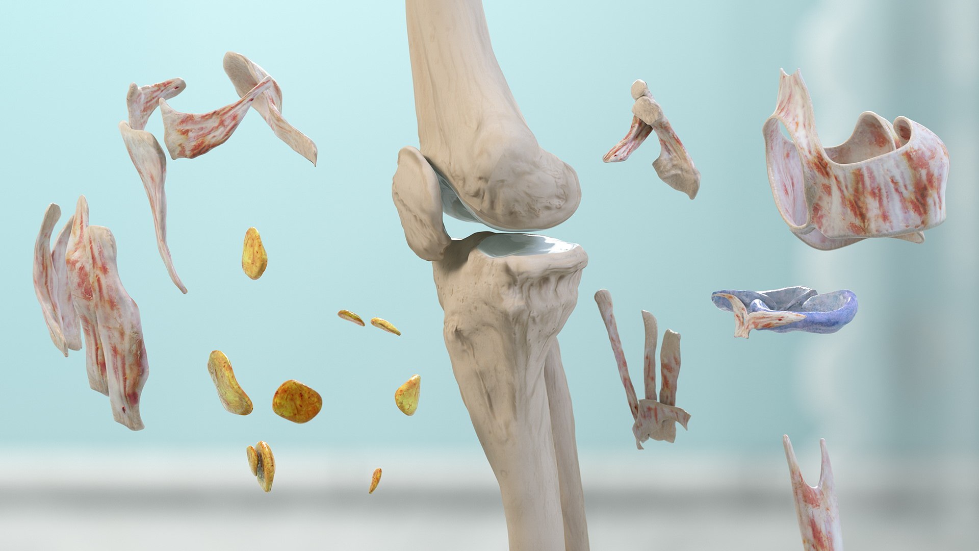 Human Knee Joint Anatomy 3D Model - TurboSquid 1585696