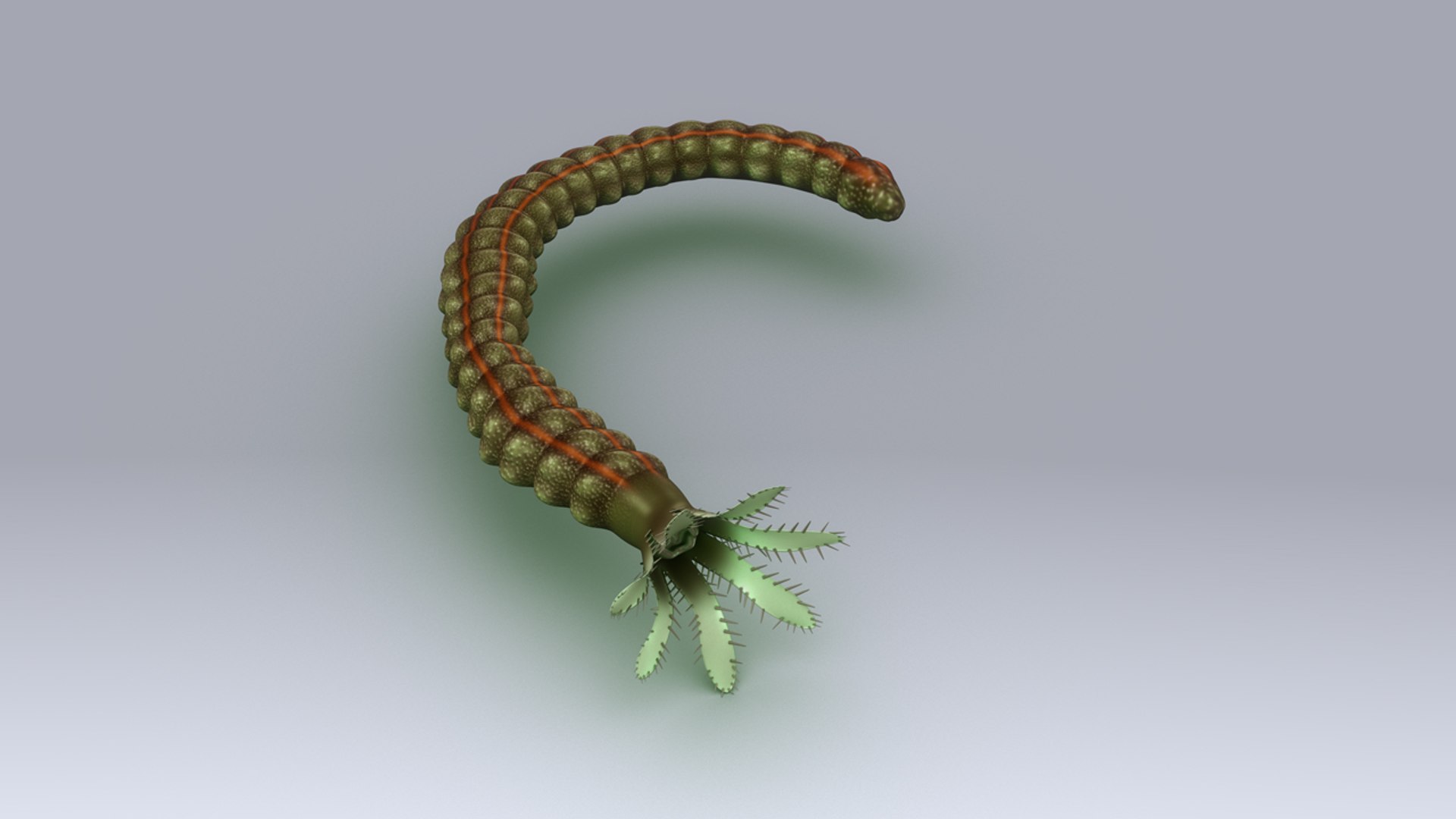 3d Sea Cucumber