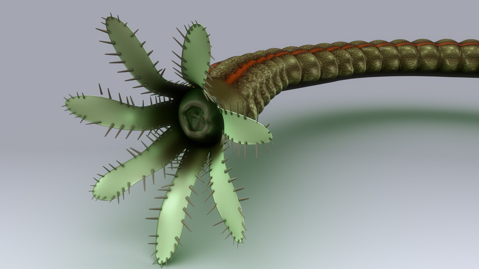 3d Sea Cucumber